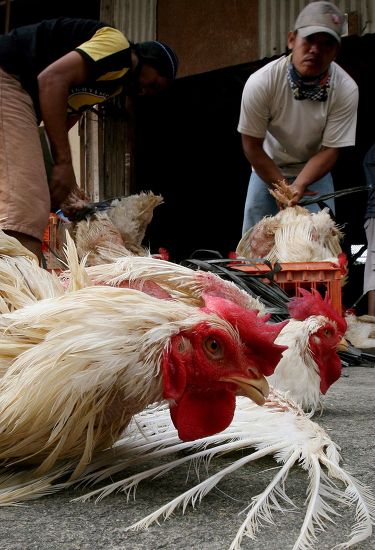 Indonesian Workers Sort Chicken Chiken Market Editorial Stock Photo ...