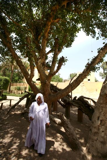 Guardian Virgin Mary Tree Where According Editorial Stock Photo - Stock ...