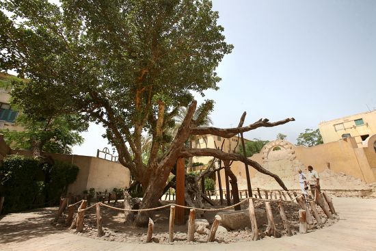 Virgin Mary Tree Where According Egyptian Editorial Stock Photo - Stock ...