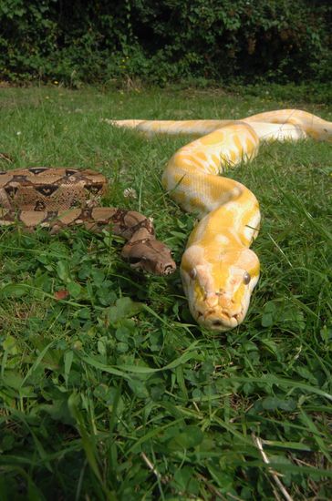 12ft Long Python Editorial Stock Photo - Stock Image | Shutterstock