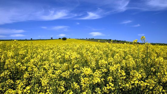 Flowers On Field Gallipoli Peninsula Turkey Editorial Stock Photo ...