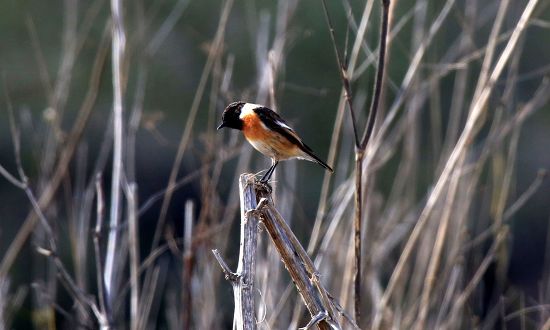 Pycnonotidae Bird Sits On Tree Field Editorial Stock Photo - Stock ...