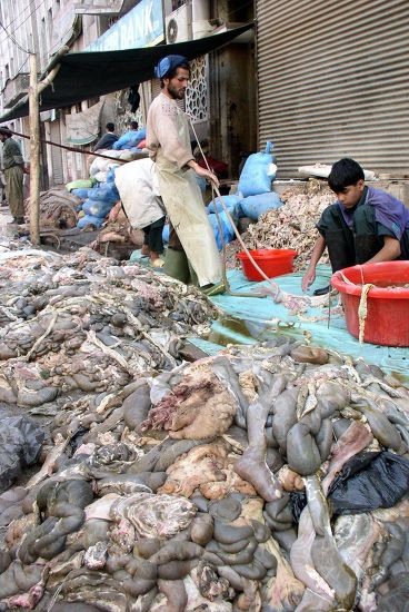 Butcher Busy Cleaning Small Large Intestines Editorial Stock Photo ...