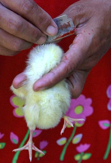 Woman Slaughters Onedayold Chick By Using Editorial Stock Photo - Stock ...