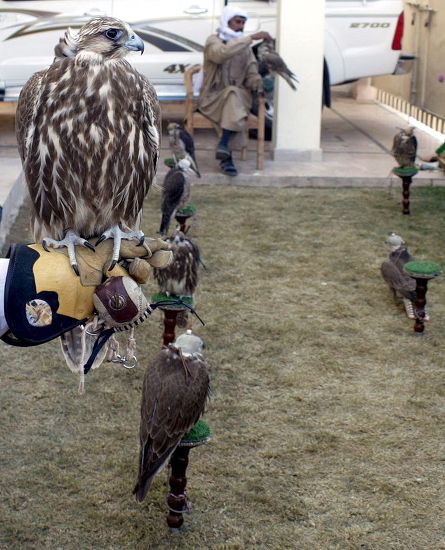 Pakistani Eagle Trainer Practises Eagles His Editorial Stock Photo ...