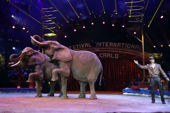 Erwin Frankellos Elephant Troop Performs During Editorial Stock Photo ...