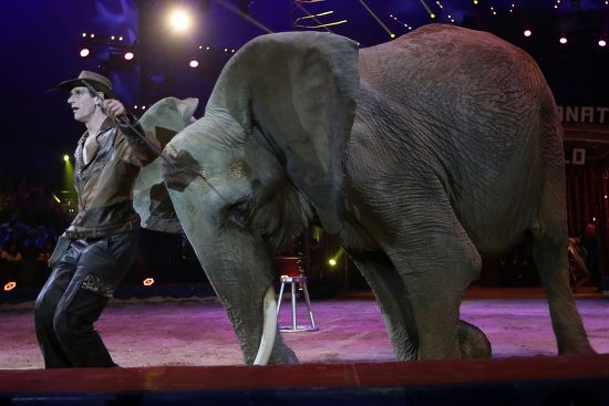 Erwin Frankellos Elephant Troop Performs During Editorial Stock Photo ...