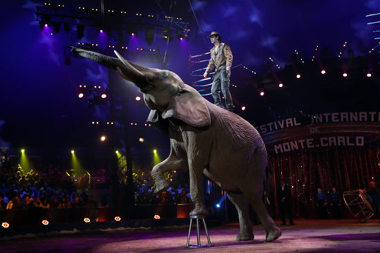 Erwin Frankellos Elephant Troop Performs During Editorial Stock Photo ...