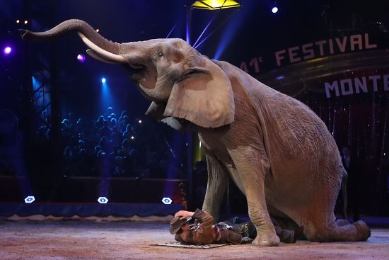 Erwin Frankellos Elephant Troop Performs During Editorial Stock Photo ...