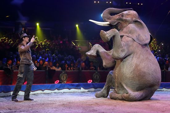 Erwin Frankellos Elephant Troop Performs During Editorial Stock Photo ...