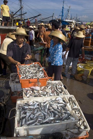Fishermen Carry Boxes Fish Dock Sanya Editorial Stock Photo - Stock ...
