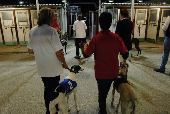 Kennel Hands Take Dogs Out Last Editorial Stock Photo - Stock Image ...