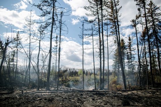 Burnt Forest Seen Fort Mcmurray Alberta Editorial Stock Photo - Stock ...