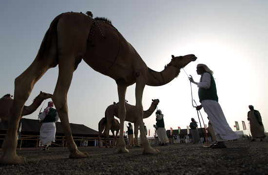 Camel Racing Trainers Prepare Camels Camel Editorial Stock Photo ...