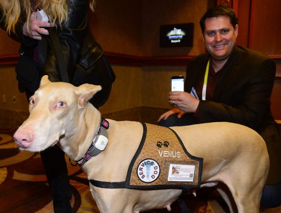 Venus Dog Wears Tagg Gs Pet Editorial Stock Photo - Stock Image ...