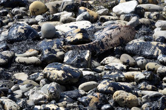 Oil Coated Rocks Shown After Underwater Editorial Stock Photo - Stock ...