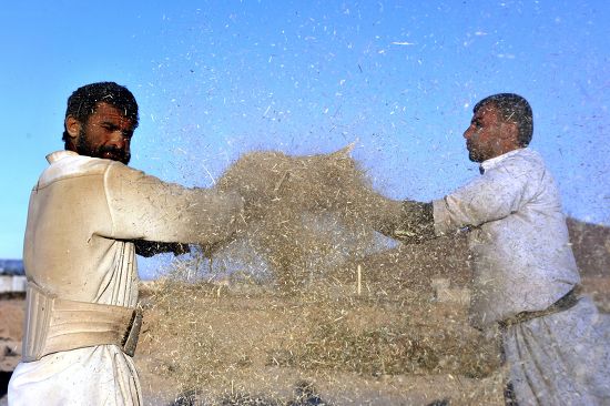 Yemeni Farmers Winnow Wheat Wind Separate Editorial Stock Photo - Stock ...