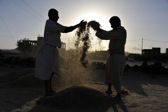 Yemeni Farmers Winnow Wheat Wind Separate Editorial Stock Photo - Stock ...