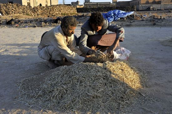 Yemeni Farmers Collect Grains Ground After Editorial Stock Photo ...