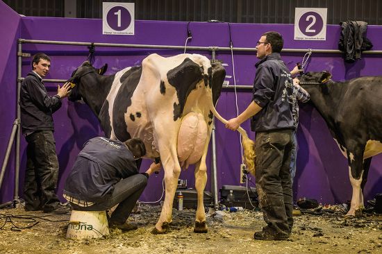 Breeders Wash Shave Cows Udder International Editorial Stock Photo ...