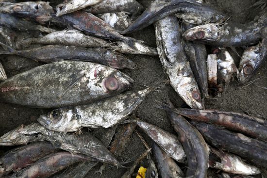 Dumped Fish Float Between Debris Costal Editorial Stock Photo - Stock ...