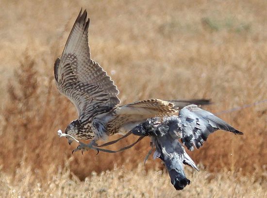Golden Eagle Attacks Bird During Traditional Editorial Stock Photo ...