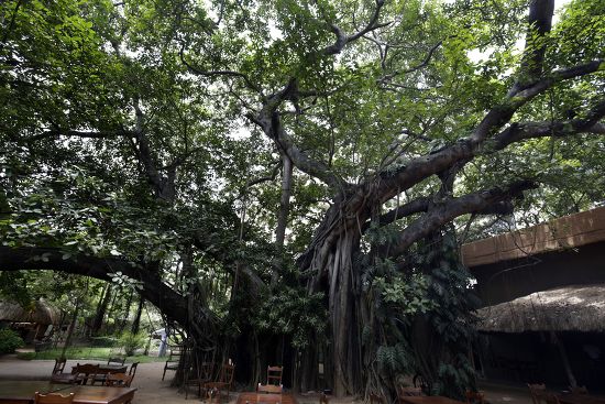200 Year Old Nuga Banyan Tree Editorial Stock Photo - Stock Image ...