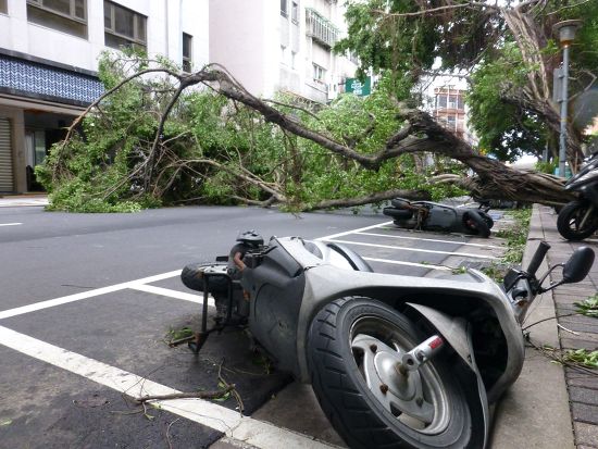 Fallen Trees Scooters Caused By Typhoon Editorial Stock Photo - Stock ...