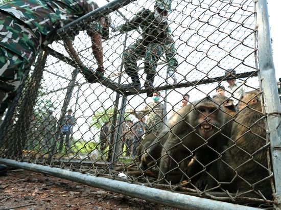 Monkeys Cage After Thai National Park Editorial Stock Photo - Stock ...