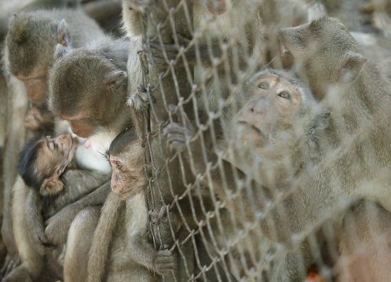 Monkeys Stand Cage Before Being Moved Editorial Stock Photo - Stock ...