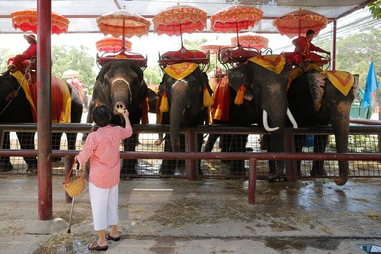 Woman Feeds Corn Elephant Ayutthaya Elephant Editorial Stock Photo ...