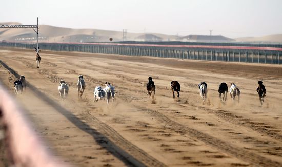 Saluki Dogs Compete Saluki Dogs Race Editorial Stock Photo - Stock ...