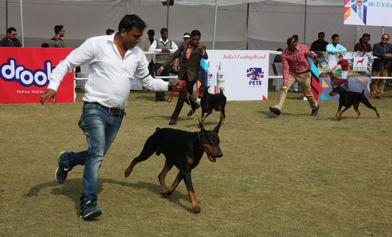 Indian Dog Ownners Exhibiting Their Doberman Editorial Stock Photo ...