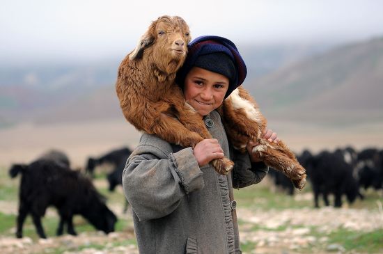 Afghan Boy Carries Goat Near His Editorial Stock Photo - Stock Image ...