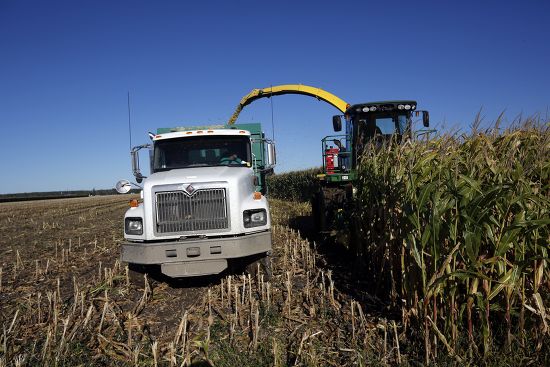 Combine Forager Harvests Feed Corn Loads Editorial Stock Photo - Stock ...