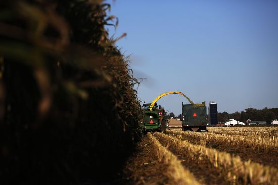 Combine Forager Harvests Feed Corn Loads Editorial Stock Photo - Stock ...