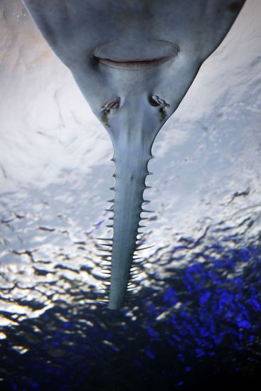 Sawfish Called Carpenter Shark Swims Overhead Editorial Stock Photo ...