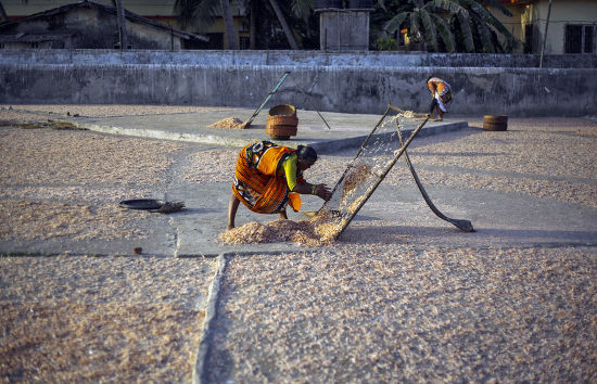 Indian Koli Woman Cleans Dried Fish Editorial Stock Photo - Stock Image ...