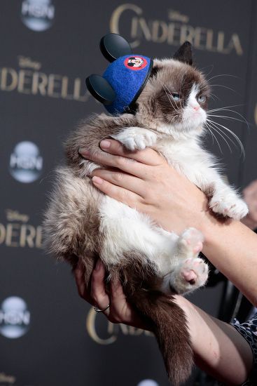 Grumpy Cat Arrives World Premiere Disneys Editorial Stock Photo - Stock ...