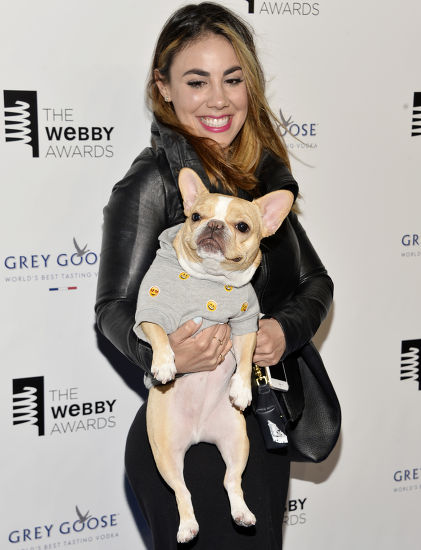 Chloe Mini Frenchie Dog That Popular Editorial Stock Photo - Stock ...