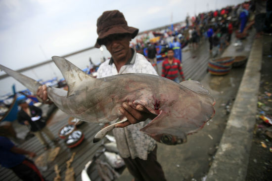 Fishermen Shows Small Hammerhead Shark Traditional Editorial Stock ...