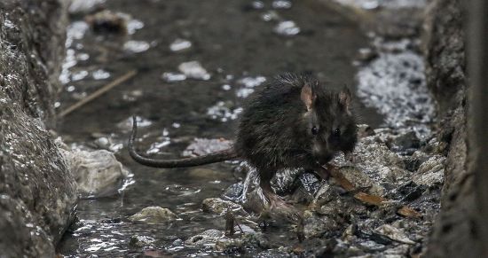 Rat Hides Inside Drain Kuala Lumpur Editorial Stock Photo - Stock Image ...