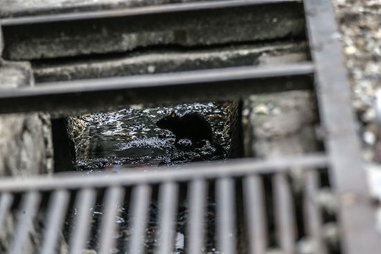 Rat Hides Inside Drain Kuala Lumpur Editorial Stock Photo - Stock Image ...