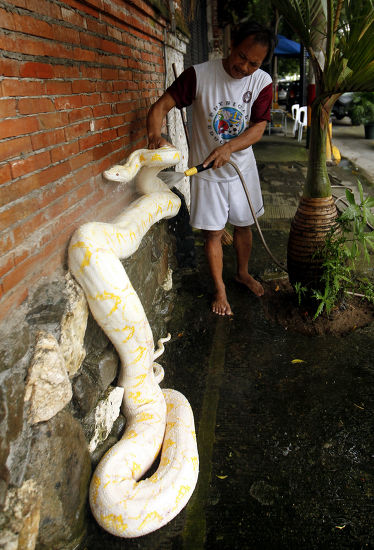 Filipino Man Showers Sixyearold Albino Python Editorial Stock Photo ...