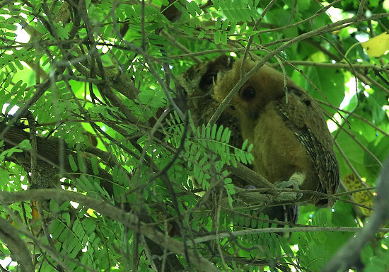 Adult Juvenile Philippine Scops Owl Perch Editorial Stock Photo - Stock ...