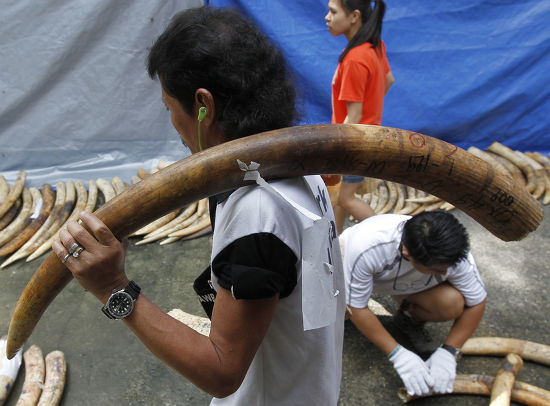 Filipino Staff Arrange Elephant Tusks That Editorial Stock Photo ...