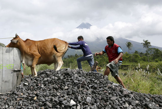 Filipino Villagers Push Cow Board Truck Editorial Stock Photo - Stock ...