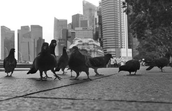 Pigeons Stare Curiously Photographer Front Financial Editorial Stock ...