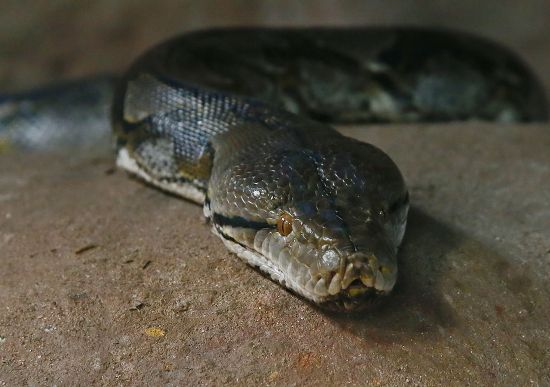 Reticulated Python On Display Imhoff Snake Editorial Stock Photo ...