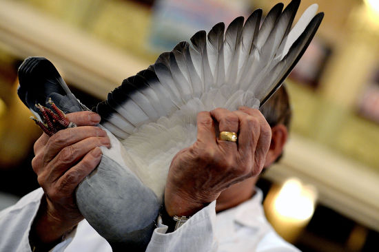 Show Chairman David Trippett Inspects Pigeon Editorial Stock Photo ...